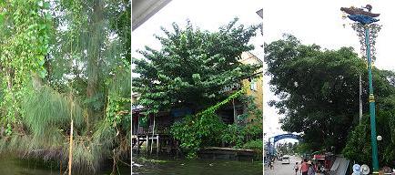 Philippine Native Forest Trees: Some Philippine trees indigenous to ...