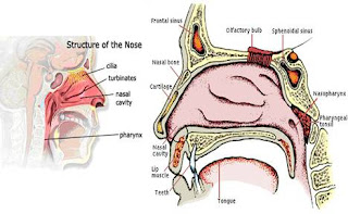 EL SISTEMA RESPIRATORIO: la via nasal