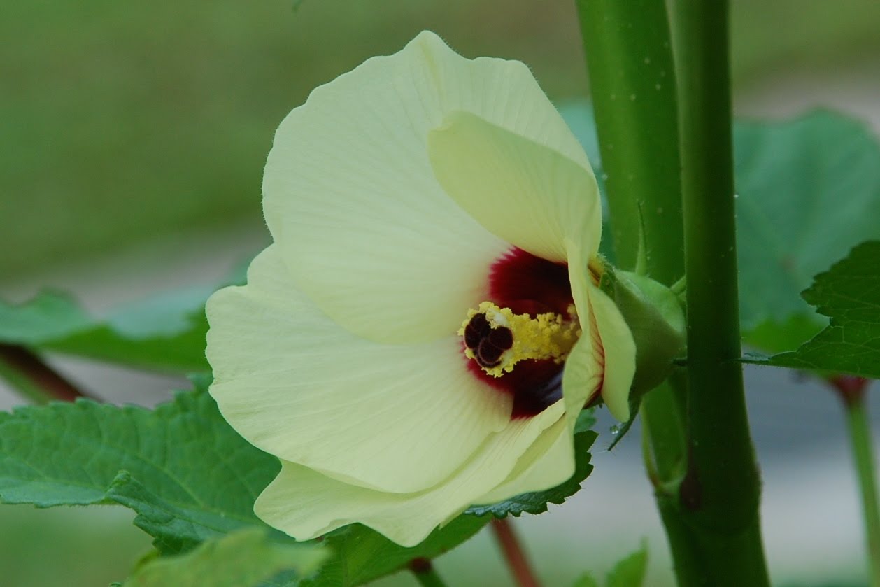 My little vegetable garden: Lady's fingers first flower.