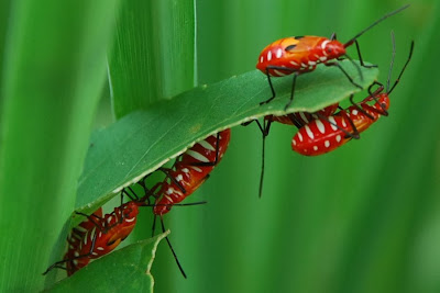 My little vegetable garden: A colony of red bugs in our garden