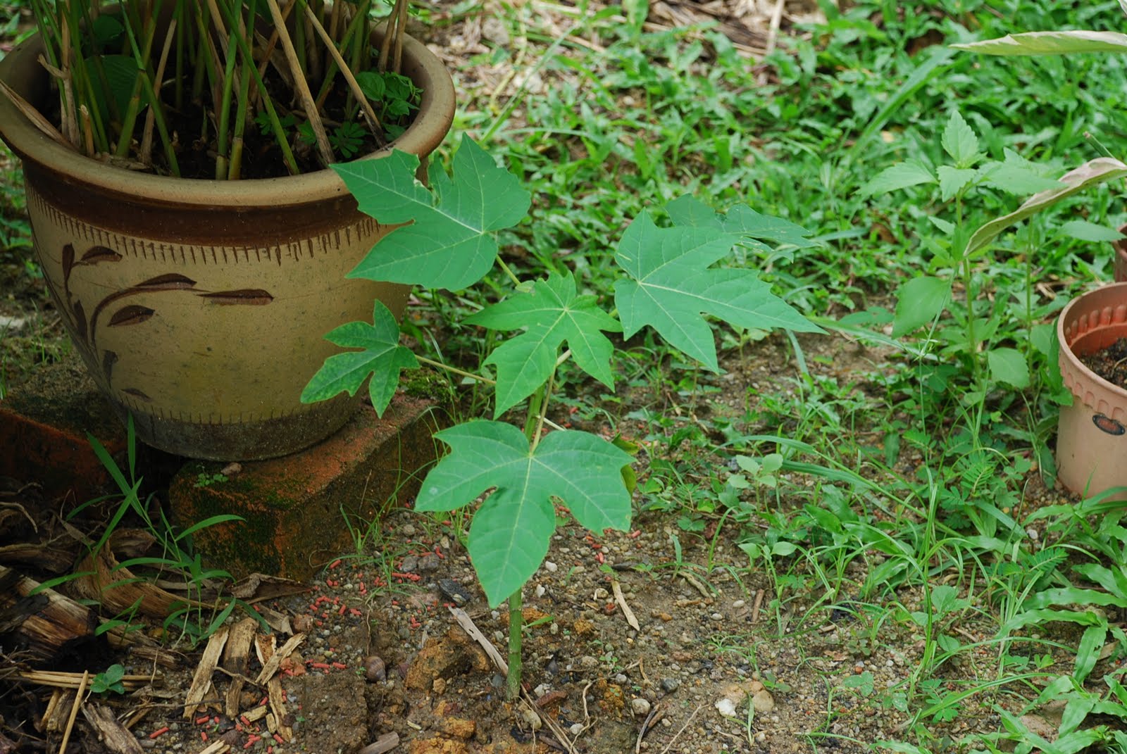 My little vegetable garden: The old papaya bids farewell.