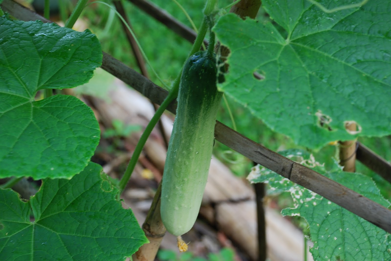 My little vegetable garden: Cucumber ready to be plucked