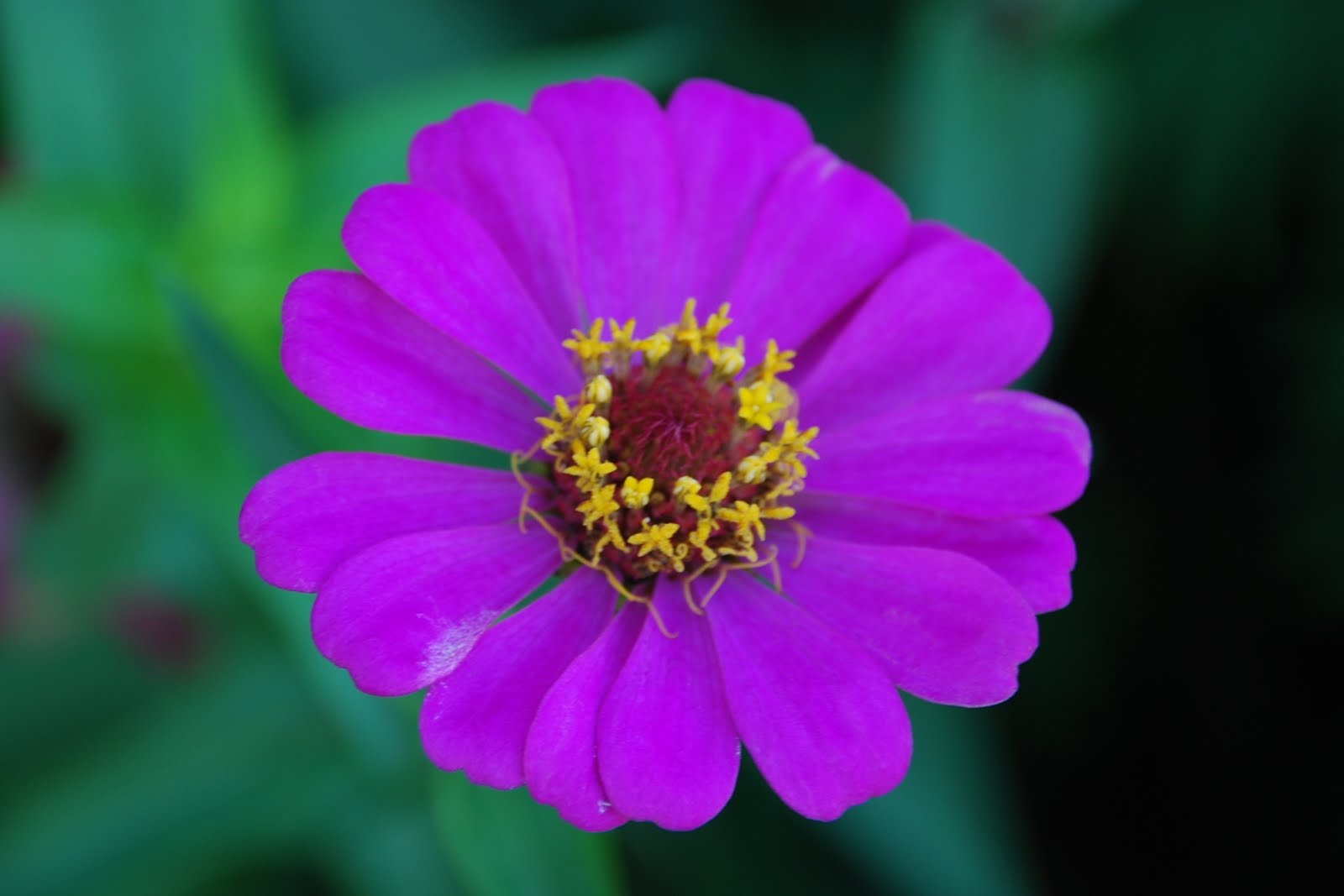 My little vegetable garden: A day of Zinnia.