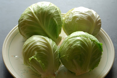 My little vegetable garden: Harvesting home-grown cabbages.