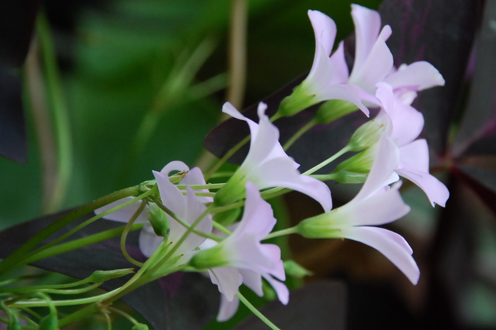 My little vegetable garden: Oxalis Triangularis: stems, foliage and flowers