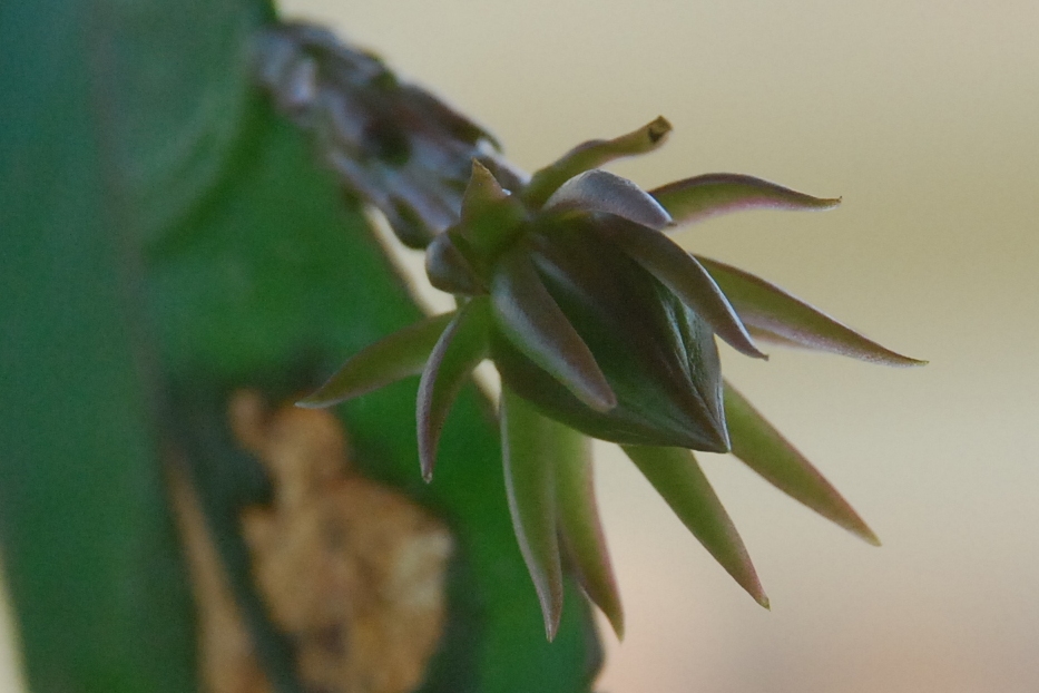 My little vegetable garden: Bunga Bakawali, ready to bloom.