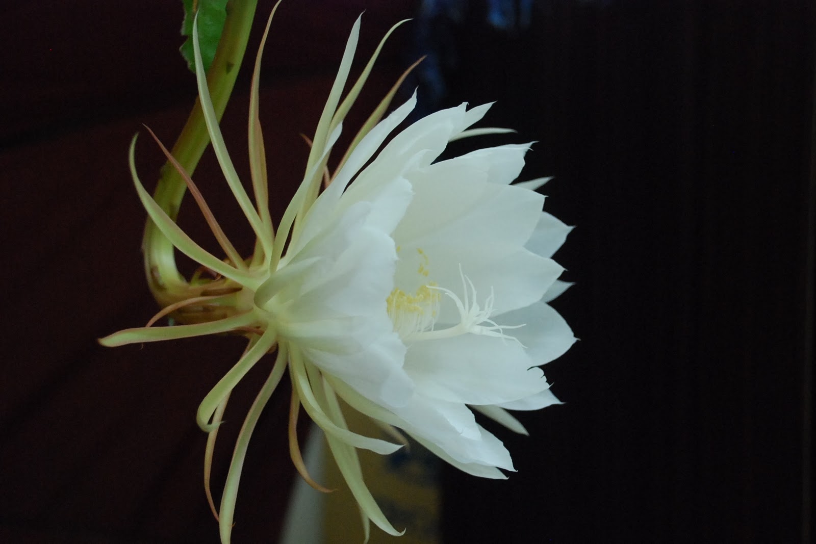 My little vegetable garden: Bunga Bakawali blooming: 9pm - 10pm at the ...