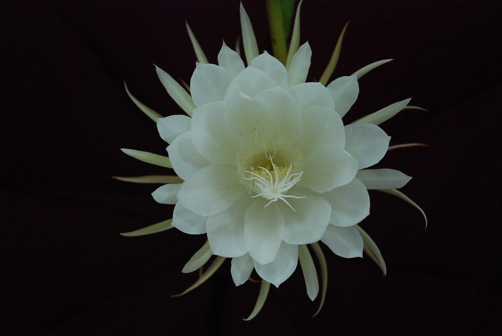 My little vegetable garden: Bunga Bakawali blooming: 9pm - 10pm at the ...