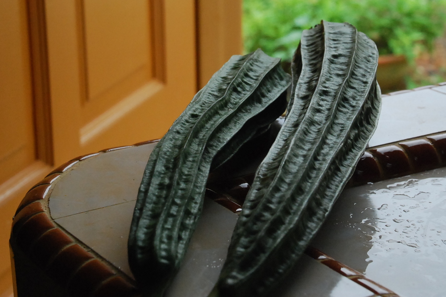 My little vegetable garden: The first two petola / luffa