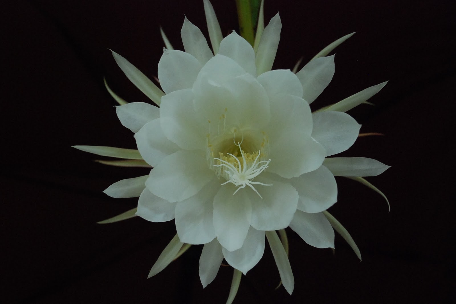 My little vegetable garden: Bunga Bakawali Blooming, the stages.