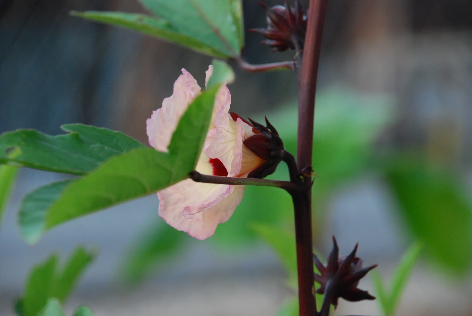 My little vegetable garden: Growing roselle: when they bloom