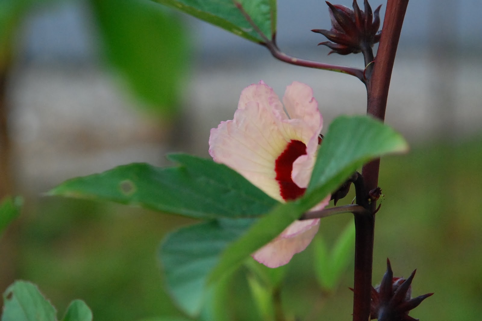 My little vegetable garden: Growing roselle: when they bloom