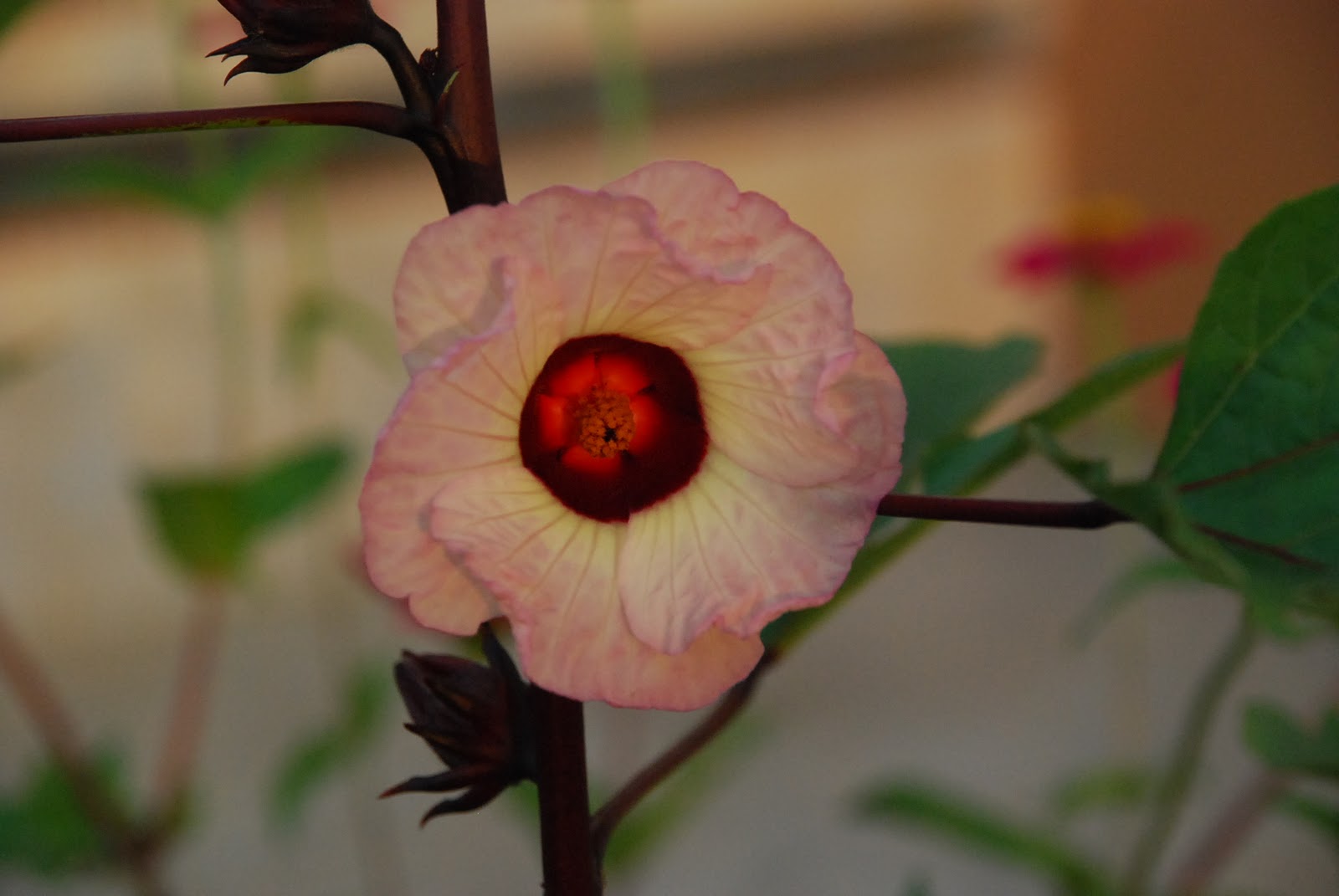 My little vegetable garden: Growing roselle: when they bloom
