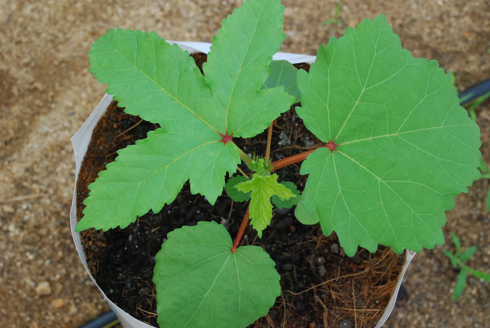 My little vegetable garden: Lady's fingers; in two separate world.