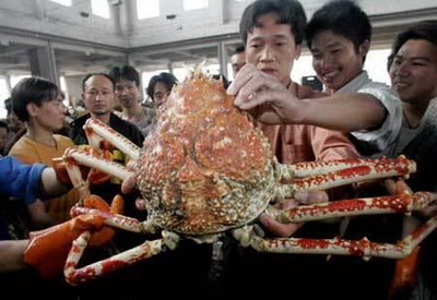 FUN GREEDY: Top 10 Weird Looking Crabs in the World