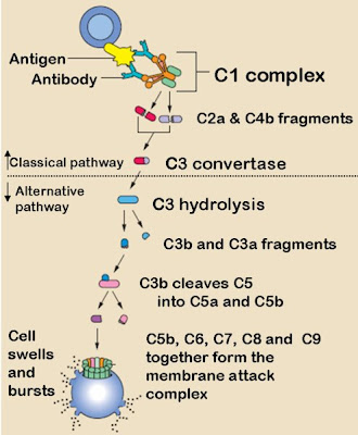 K: Immunology - Complement System C1 to C9