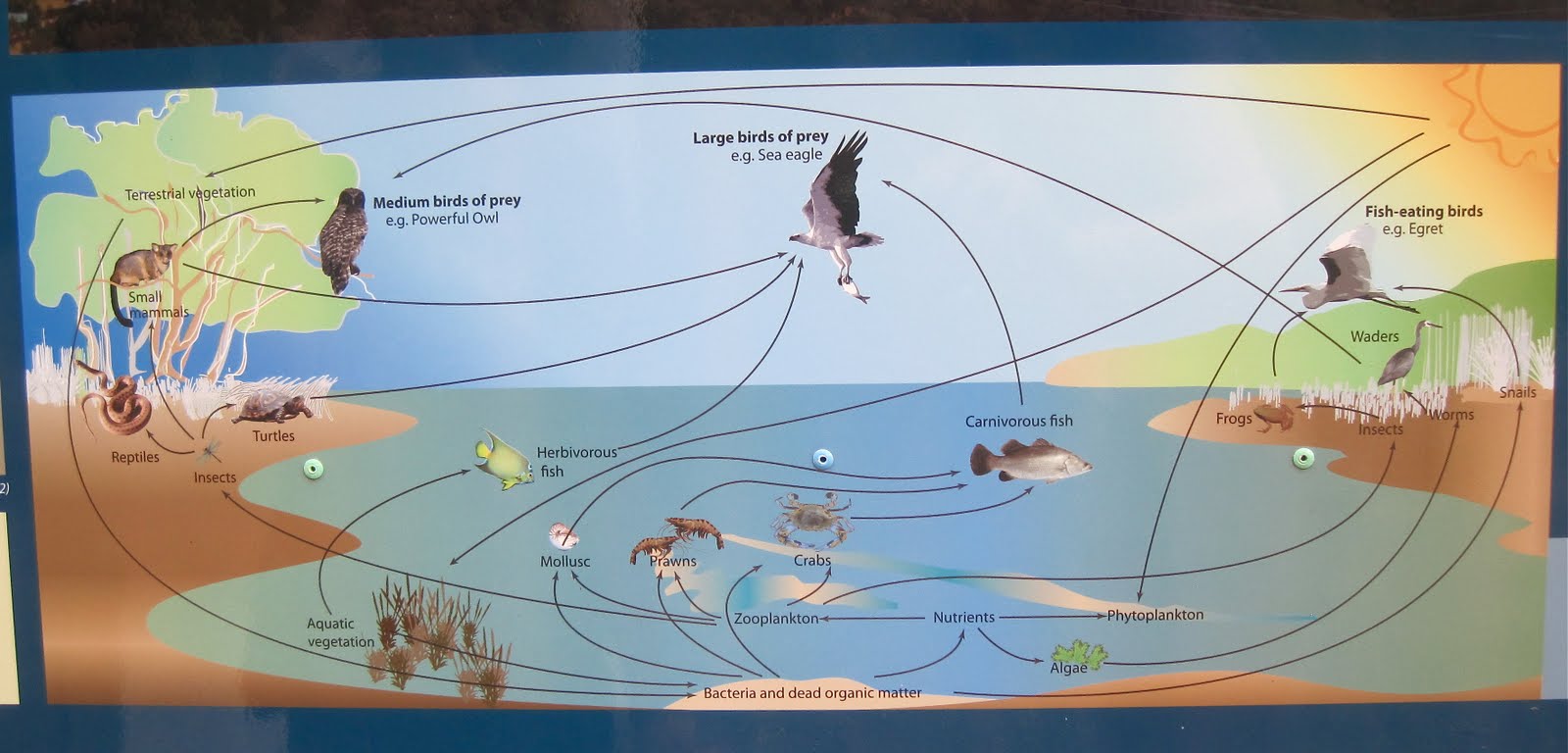 Where Are Kangaroos In The Food Chain at Bruce Schmidt blog