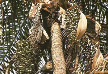 GUARIROBA - Syagrus oleracea vulgo Guariroba