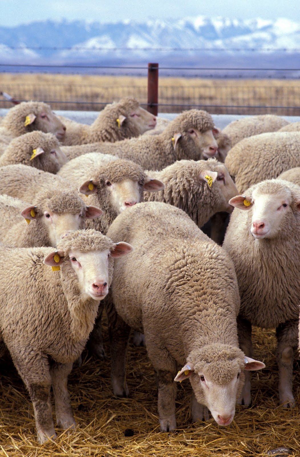 Stone of Witness: Sheep and Shepherd: A sermon by Dr. Christine Camann, DVM