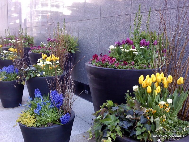 Melanie's Perennials: Spring Containers