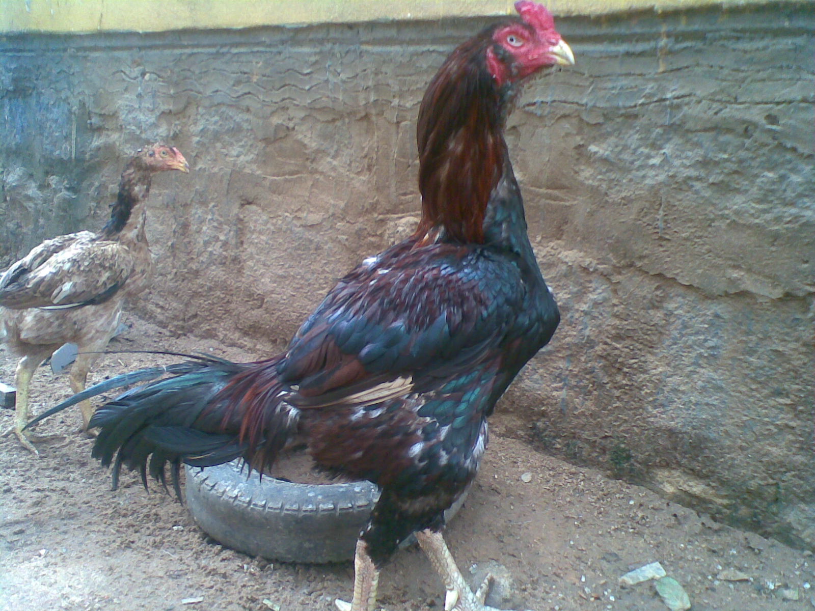 Fighting Rooster: indian rooster
