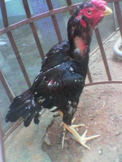 Sathineni: Aseels - Indian Rooster