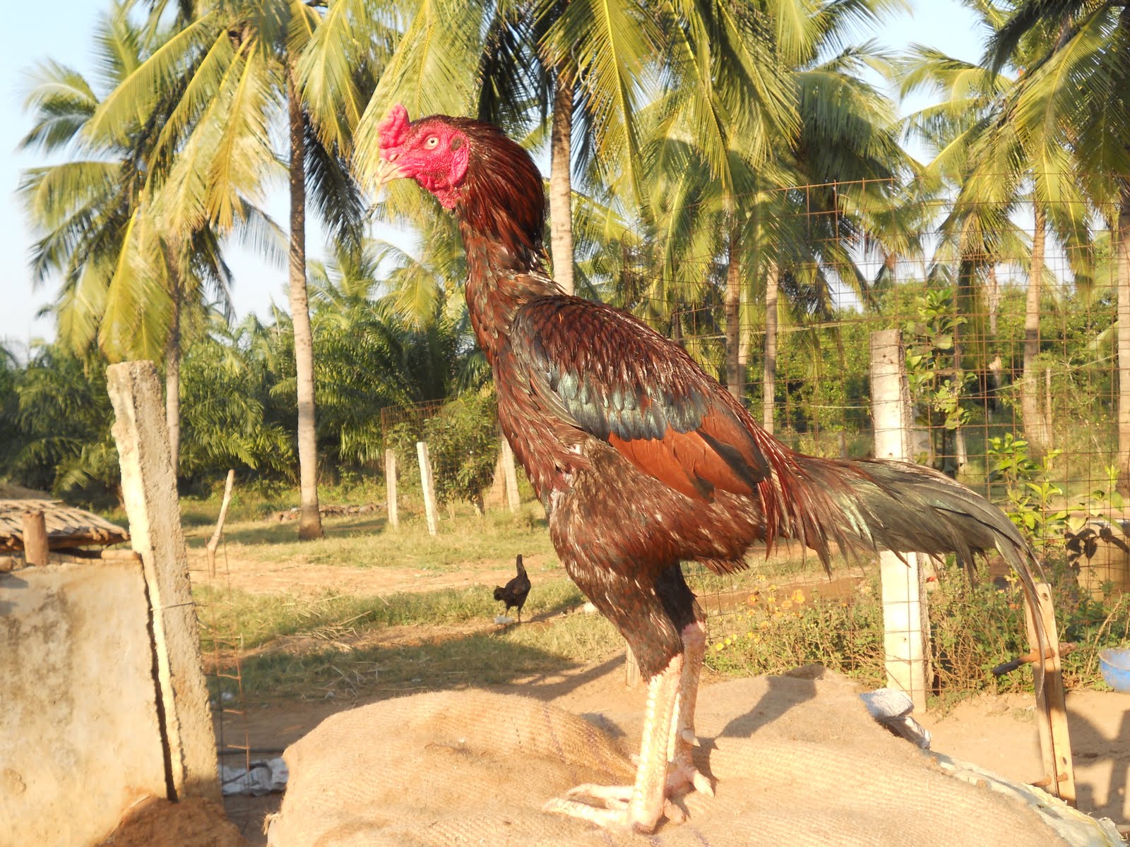 Fighting Rooster: yakoot asil