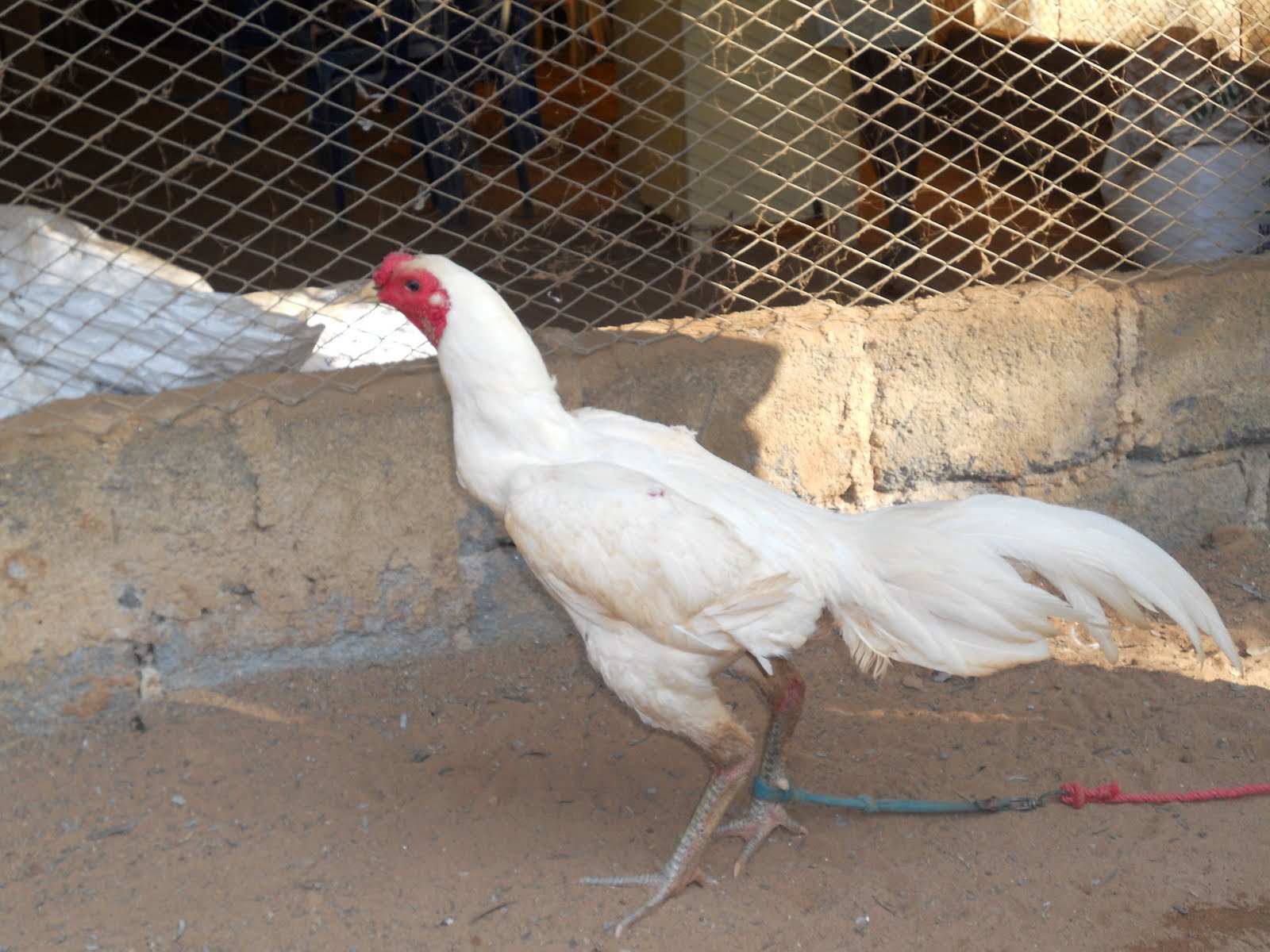 Sathineni: Aseels - Indian Rooster