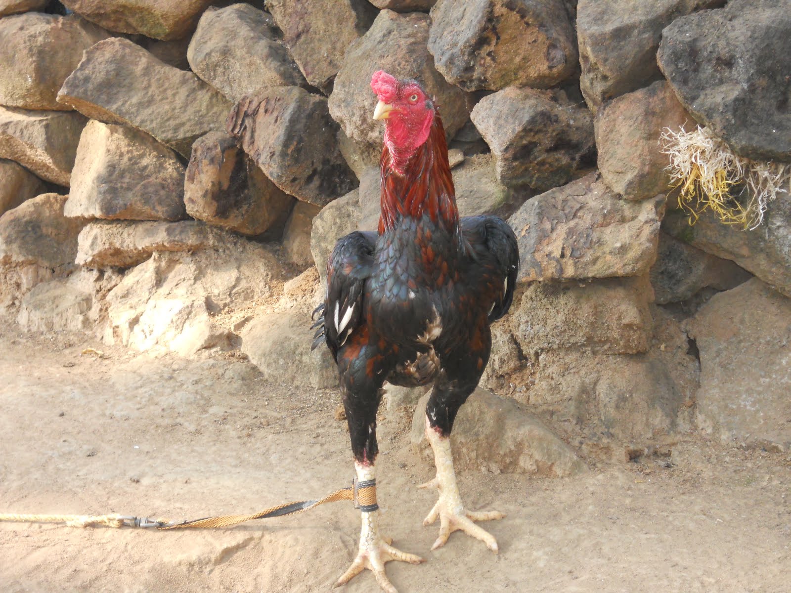 Sathineni: Aseels - Indian Rooster