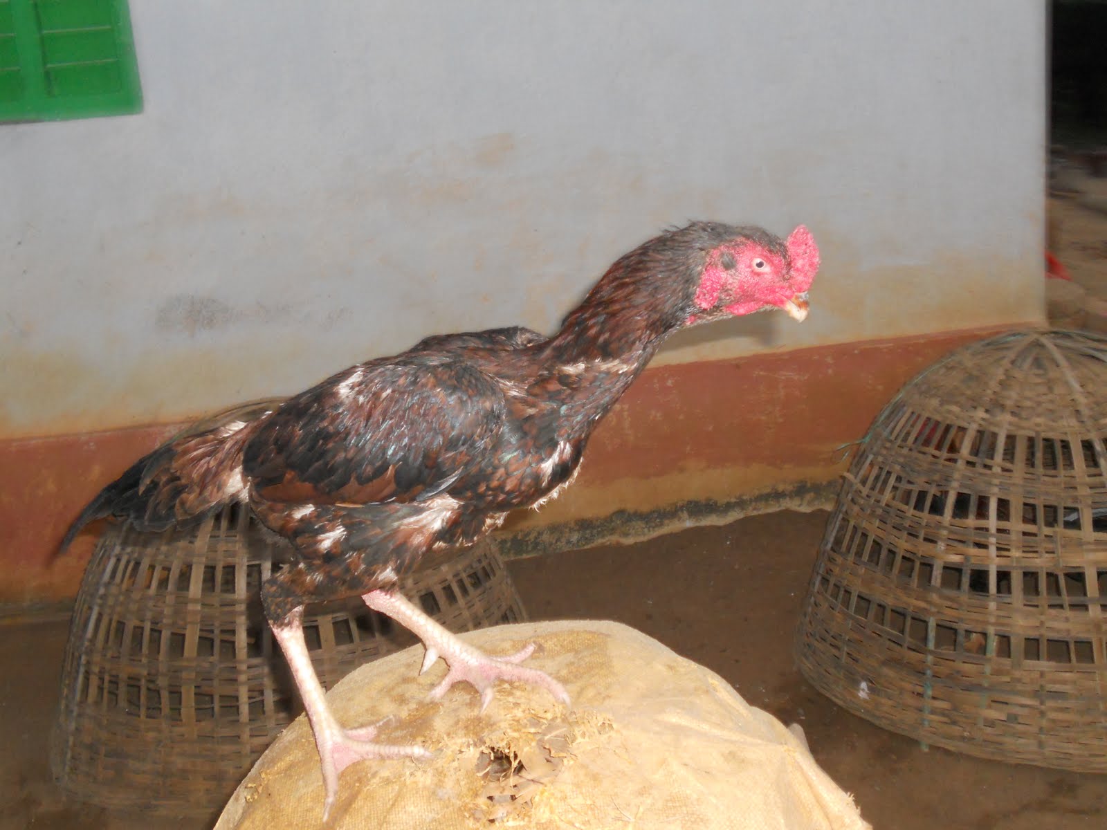 Sathineni: Aseels - Indian Rooster