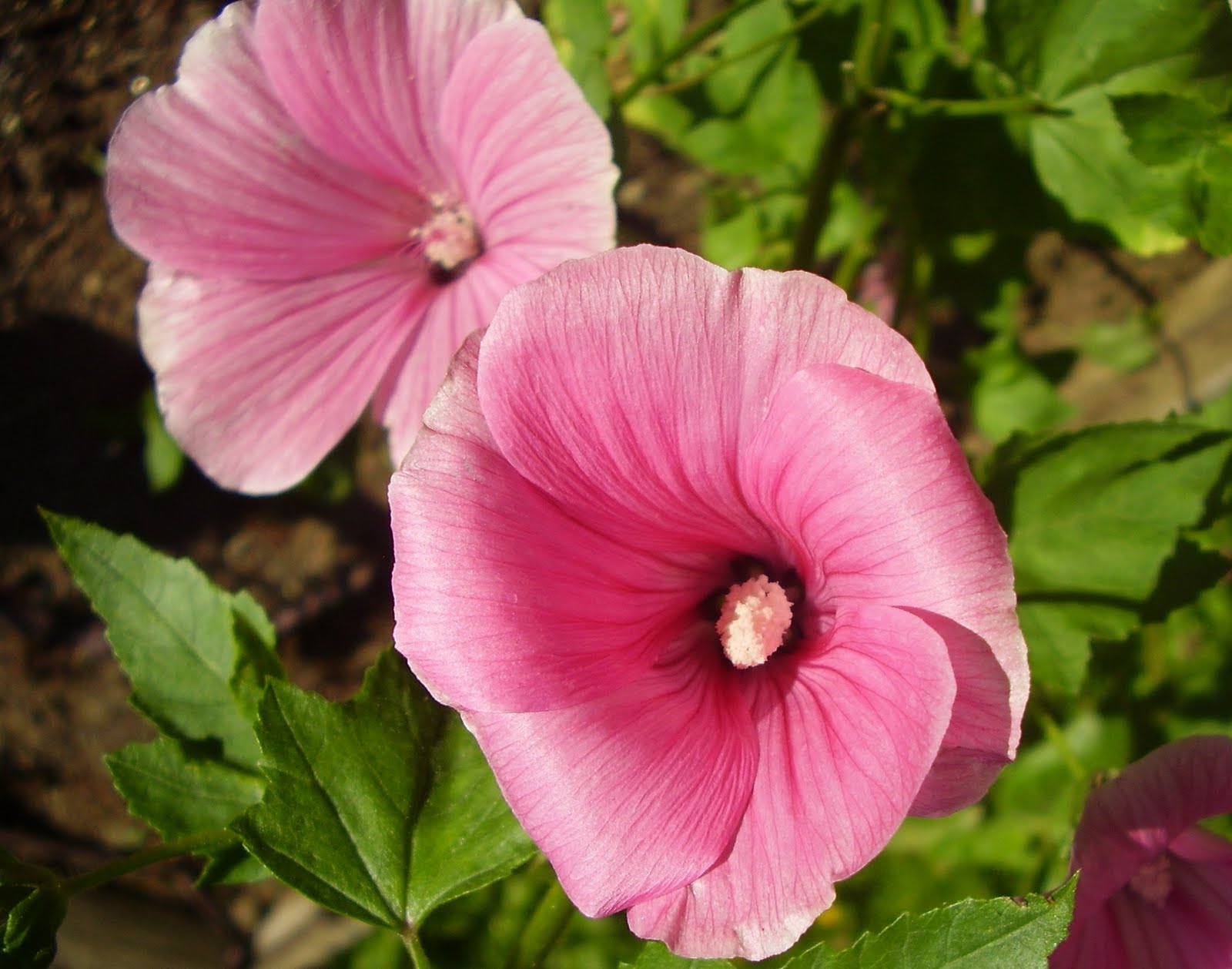 Flowercents: What's Blooming Now