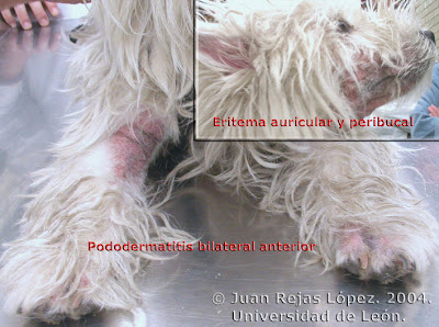 Vetpunctura - Acupuntura Veterinária: Atopia canina - informação aos donos