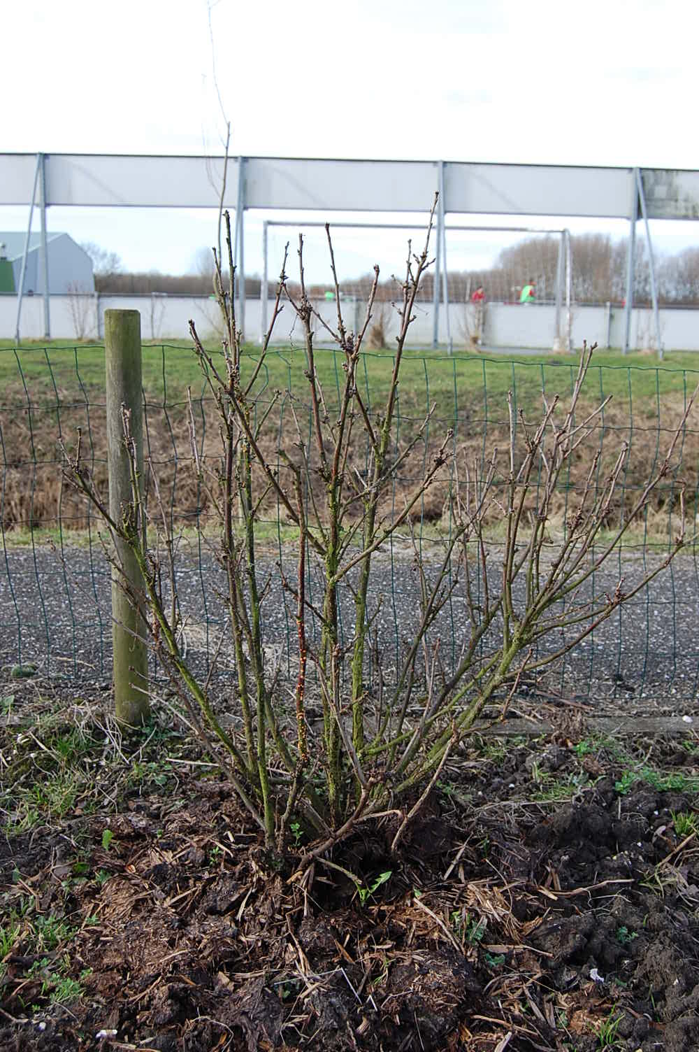 moestuin van Leonie: gesnoeid