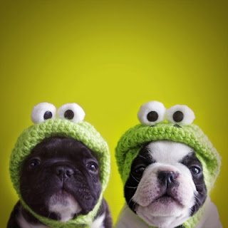 Dogs Wearing Costumes - Cute Pictures of Dogs in Costumes: Cute little ...