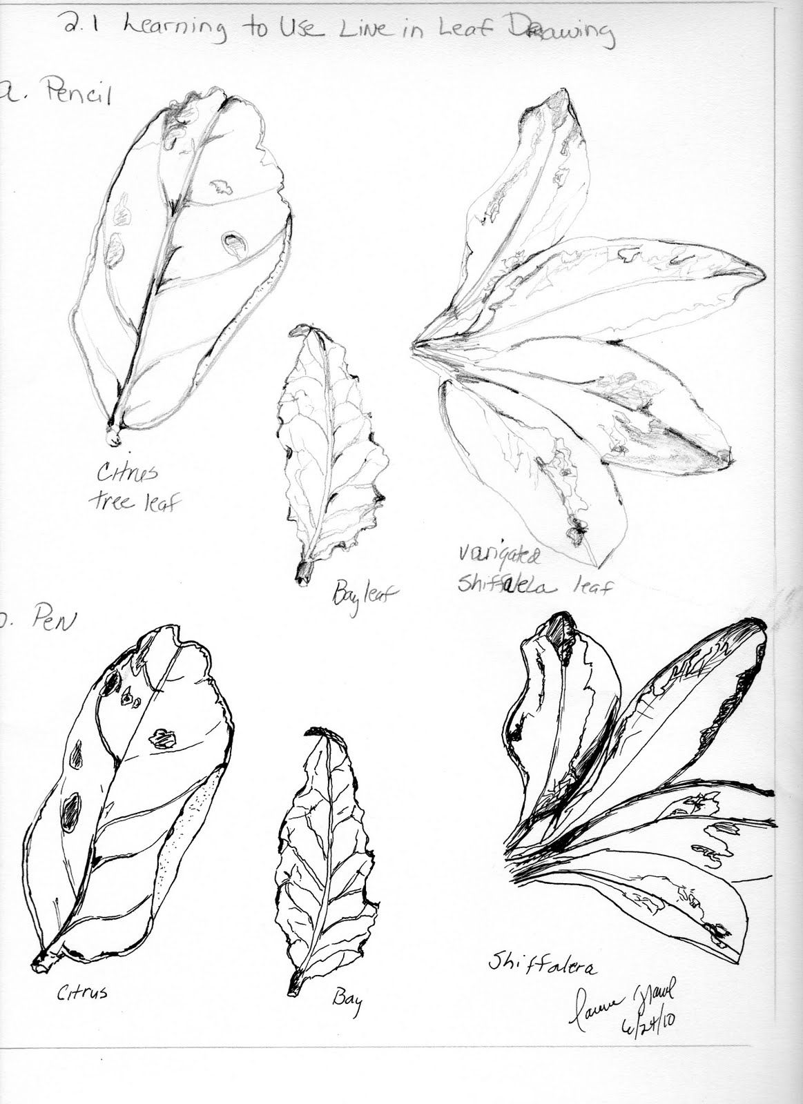 Artist,Laurie Grawl: Week 2 BOTANICAL ILLUSTRATION I: Basic Drawing ...