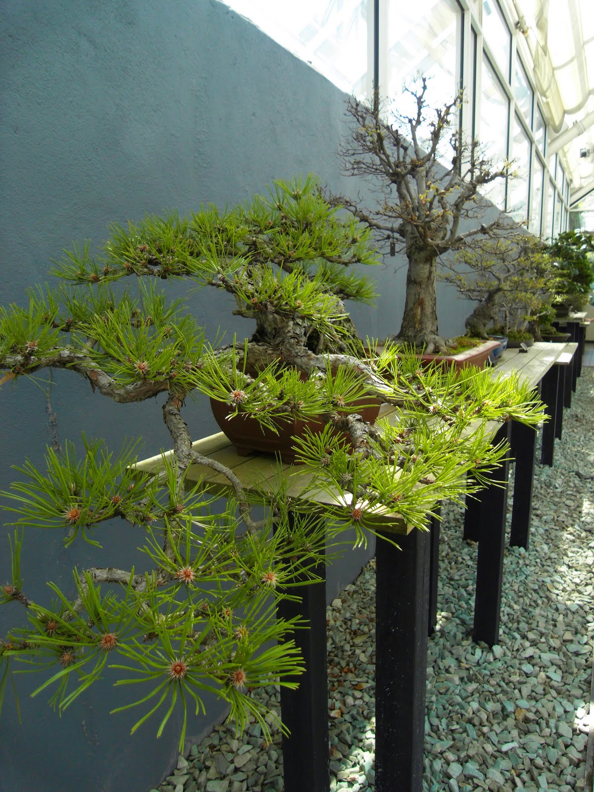 Seon k: Bonsai Tree Mini Garden