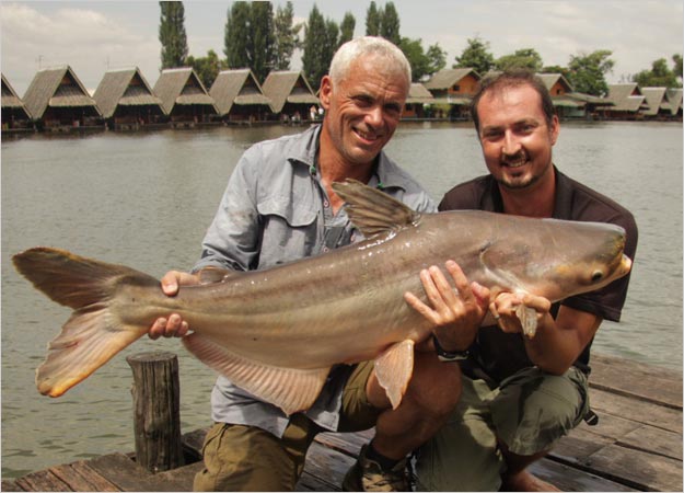 River Monster - Mekong Giant Catfish | Gambar Menarik