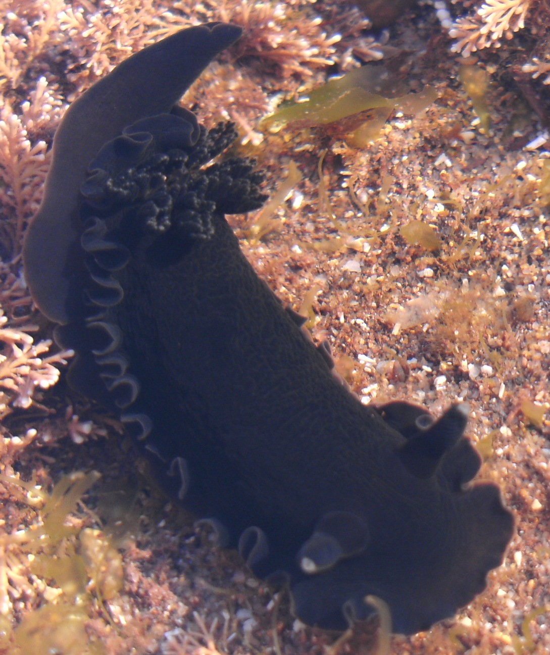 Kava in Australia: Sea Slugs of New South Wales