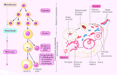 A Essência da Vida: Sistema Reprodutor Feminino & Oogénese.
