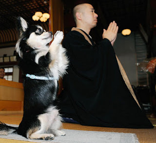 puppy pictures - cute puppies pictures: Dogs doing human things equals ...