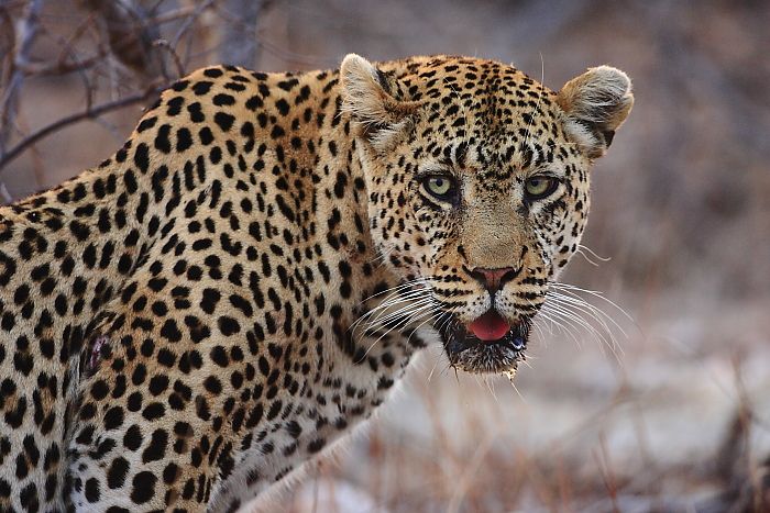 .: Argyle Male Leopard