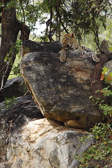 .: Ingwelala Young Male Leopard