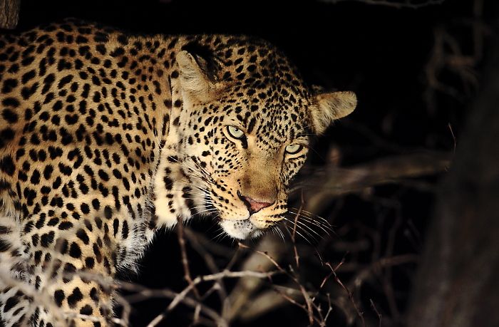 .: Goya Rd Male Leopard (Peru Male Leopard)