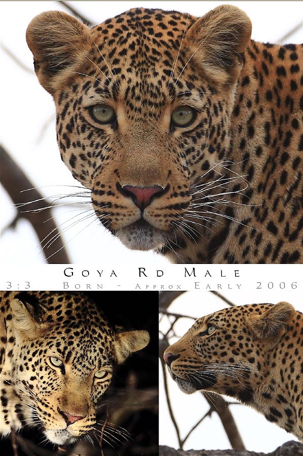 .: Goya Rd Male Leopard (Peru Male Leopard)