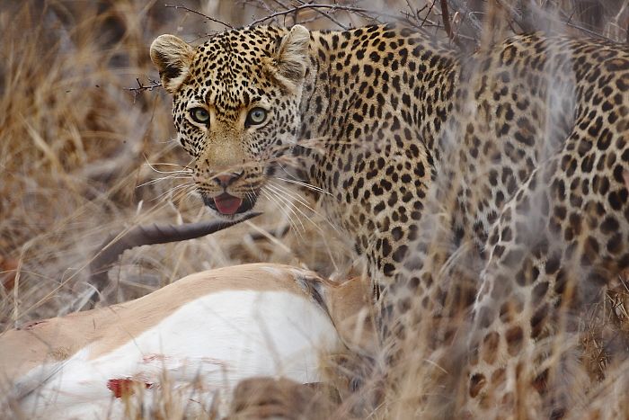 .: Goya Rd Male Leopard (Peru Male Leopard)
