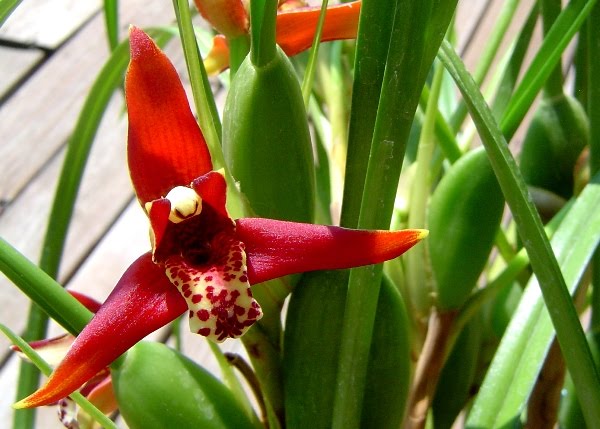 The Coconut Orchid-- Maxillaria tenuifolia | From Orchids to Coffee