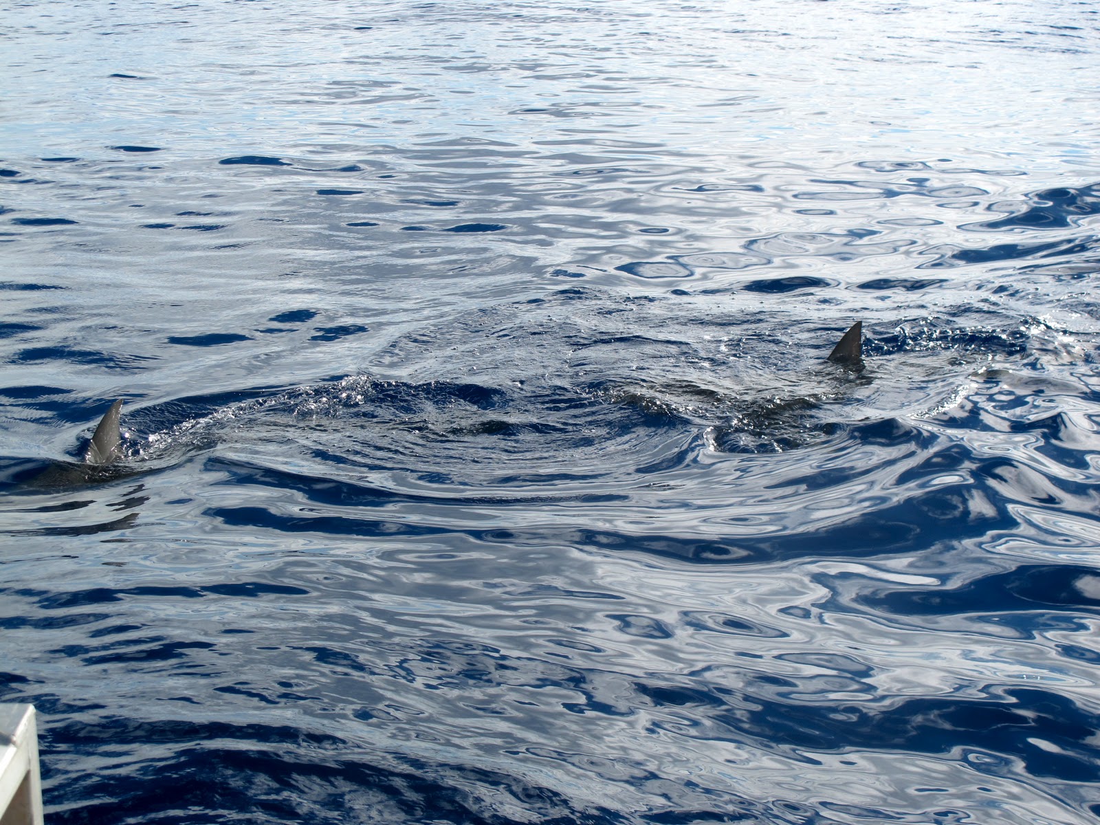 clignOtement: Pay to kill yourself! DIVE IN A SHARK INFESTED WATER