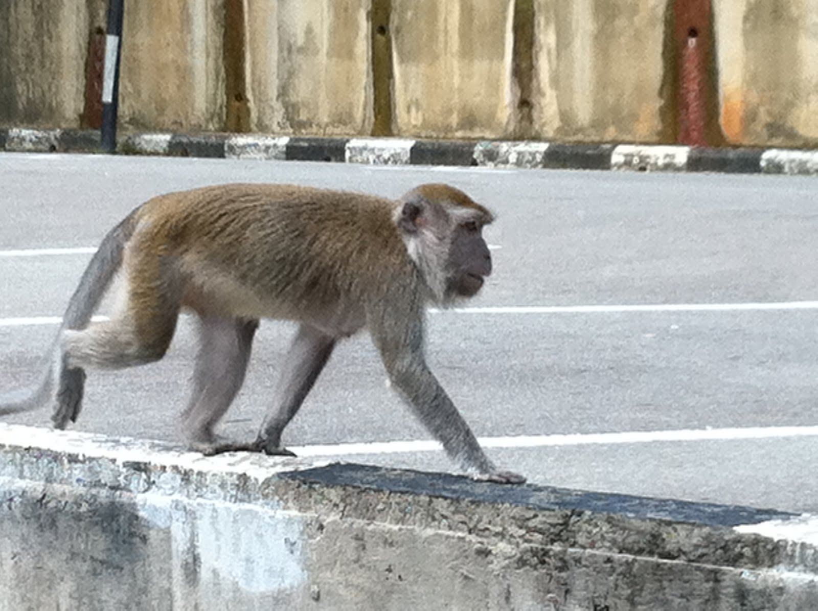 Life in Brunei: Monkey business