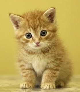 ANIMALANDIA PETS: EL GATO