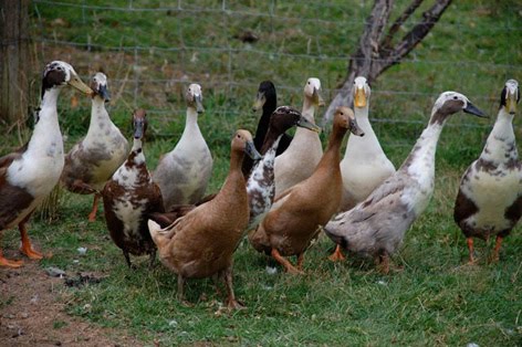 indahterengganuku: Lagu Loghat Terengganu - Itik Gembo Gembo